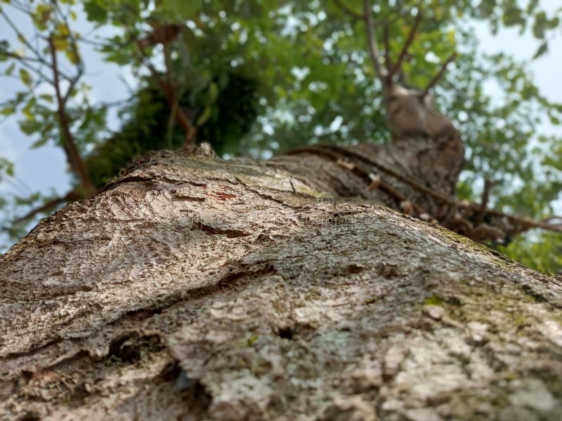 Trees Photographed from Below Stock Photo - Image of trunk, beautiful ...