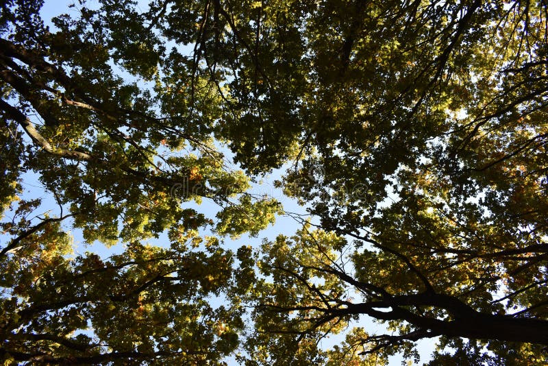 The Trees are Photographed from Below Stock Image - Image of green ...