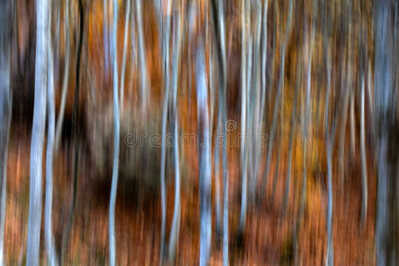 Trees. Abstract Forest Landscape. Trees Photographed with Pan Technique ...