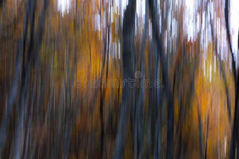 Trees. Abstract Forest Landscape. Trees Photographed with Pan Technique ...