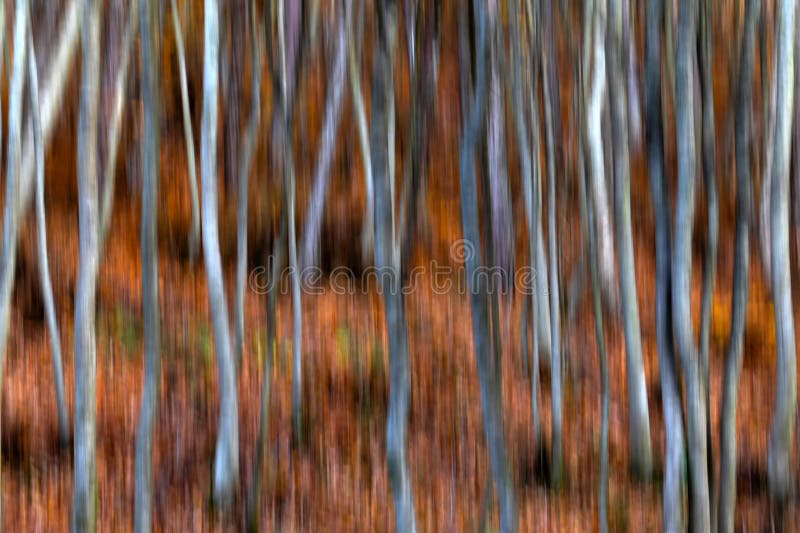 Trees. Abstract Forest Landscape. Trees Photographed with Pan Technique ...