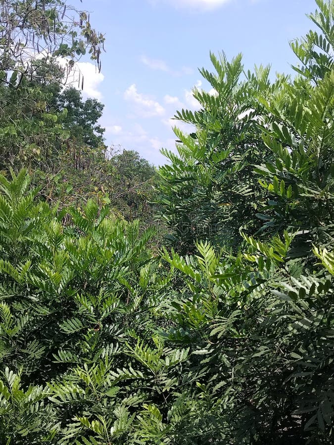 Trees of Pihimbiya stock image. Image of nature, trees - 371497655