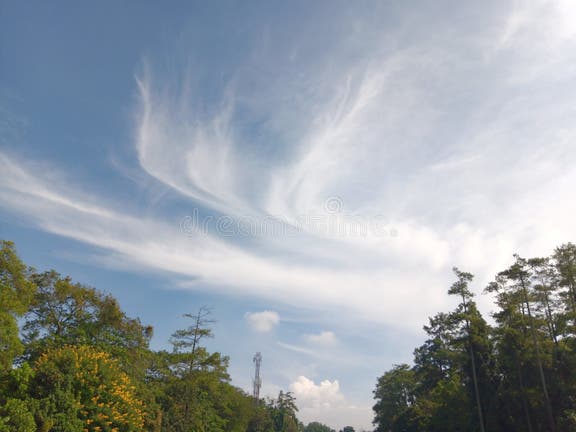 Trees are the Pillars for the Beautiful Sky Stock Image - Image of ...