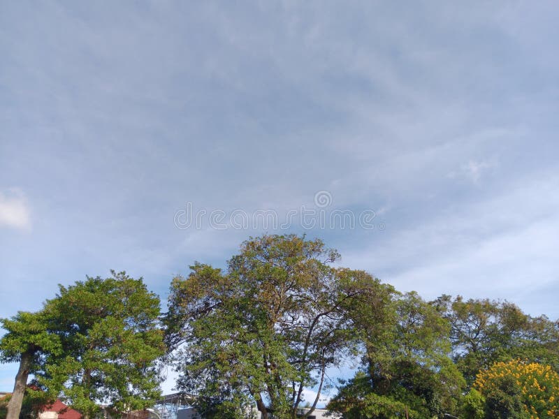 Trees are the Pillars for the Beautiful Sky Stock Image - Image of ...