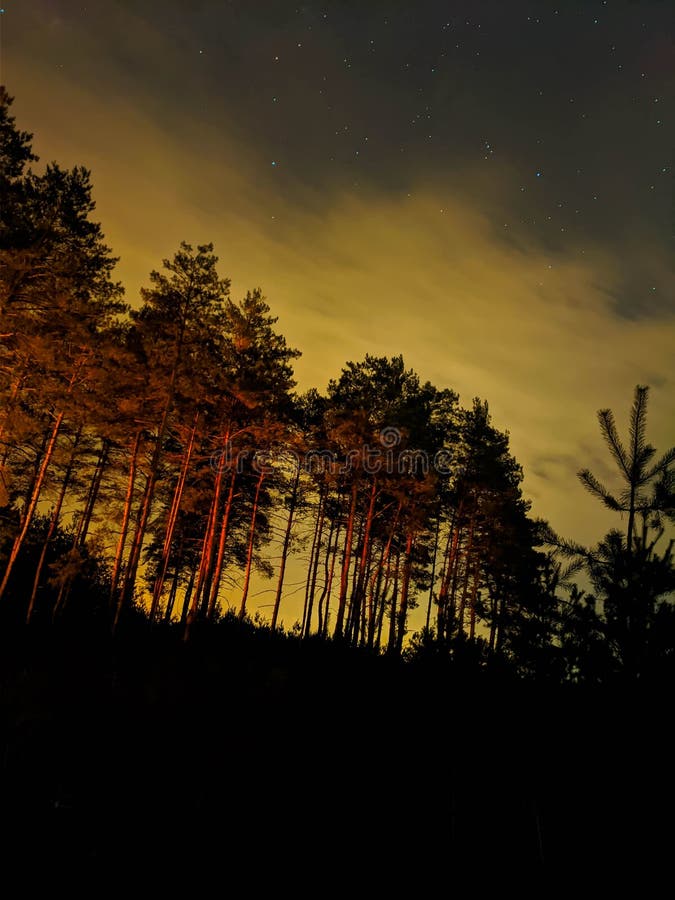 Pine Trees In A Forest At Night Stock Image - Image of natural, dark ...