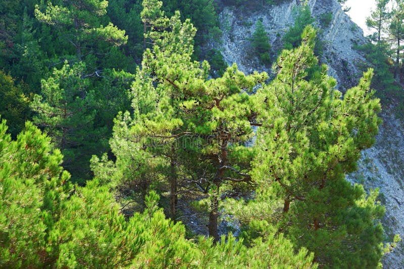 Trees pine on rocks stock photo. Image of azure, rock - 44938628