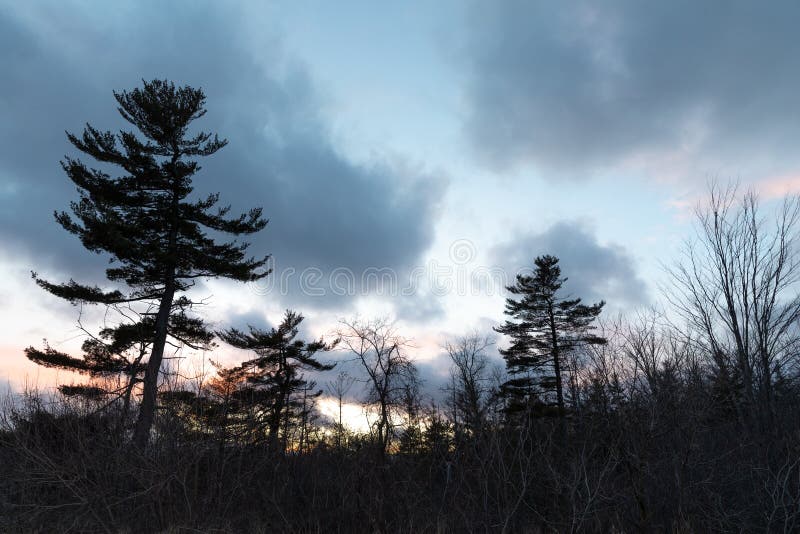 Pines and Beautiful Clouds Sky Stock Photo - Image of sunny, outdoor ...