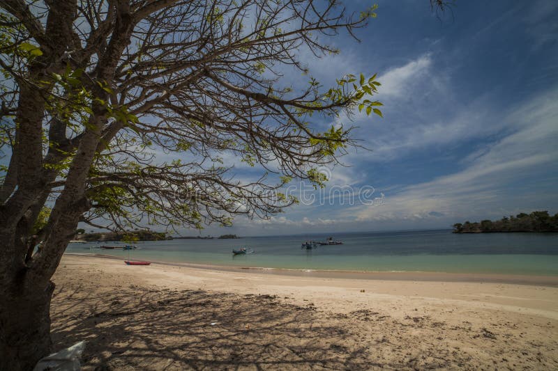 Trees in the Pink Beach,Lombok Indonesia Stock Image - Image of white ...