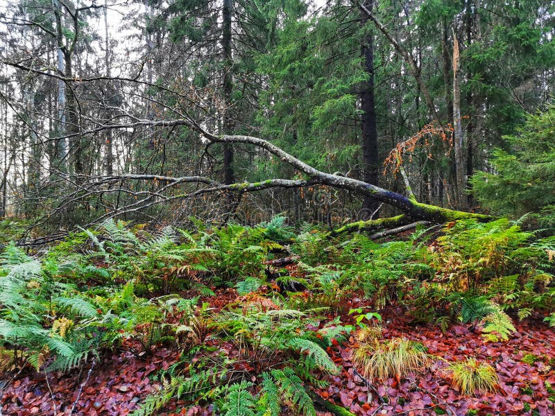 Captured Duri Stock Photos - Free & Royalty-Free Stock Photos from ...