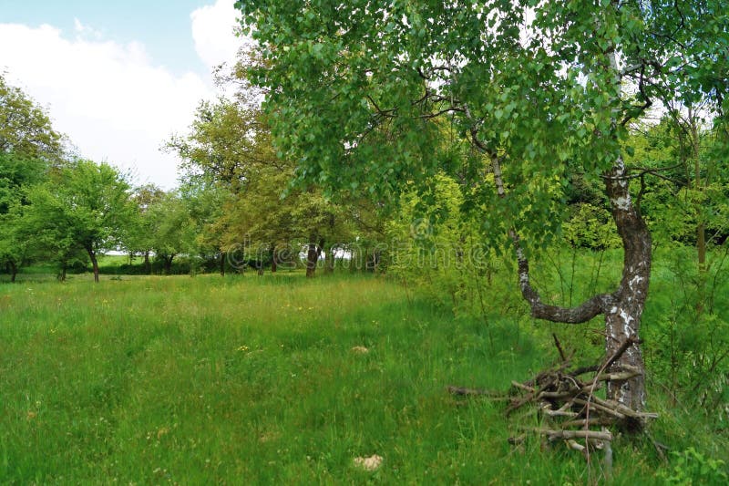 Trees stock photo. Image of leaf, grass, trees, logs - 55991890