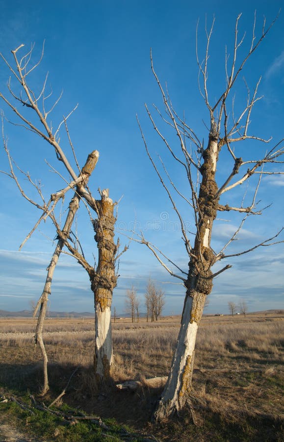 Trees in a Plain. Gallocanta Lagoon. Aragon. Stock Photo - Image of ...