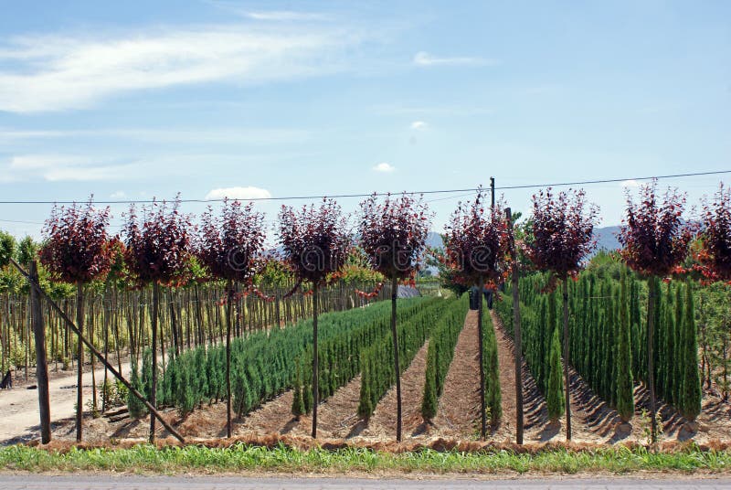 Trees plantation stock image. Image of bushes, rows, plants - 14716733