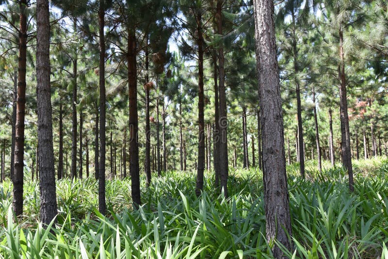 Trees in plantation stock image. Image of plantation - 79353781