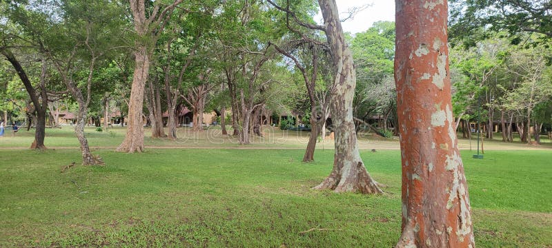 Trees Planted on the Big Garden Stock Image - Image of forest, garden ...