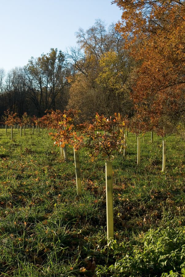 Trees Planted for Conservation Stock Photo - Image of preservation ...