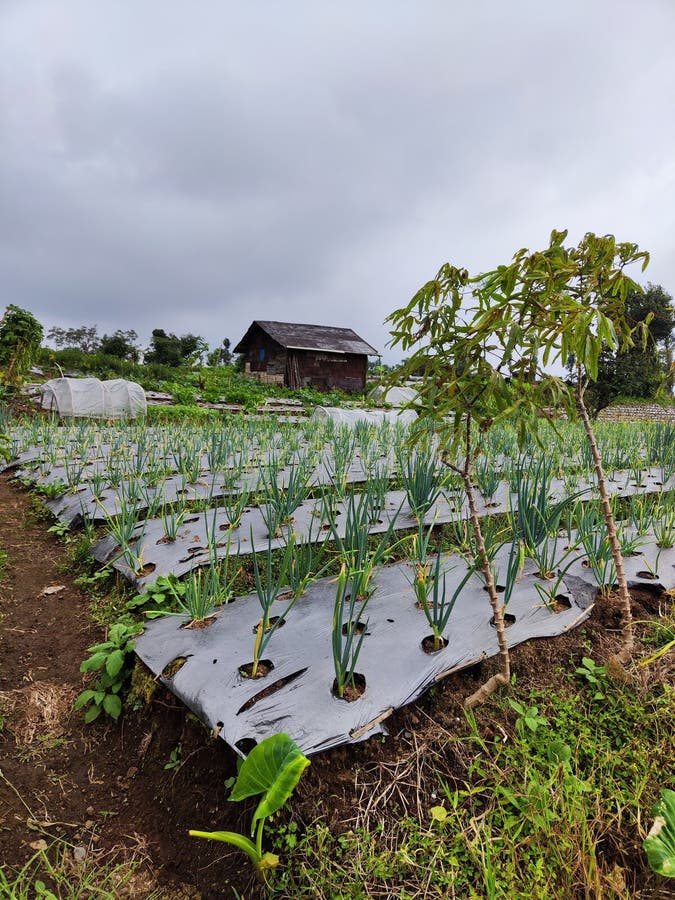 Trees Planted at the Hills in Central of Java Indonesia Stock Photo ...