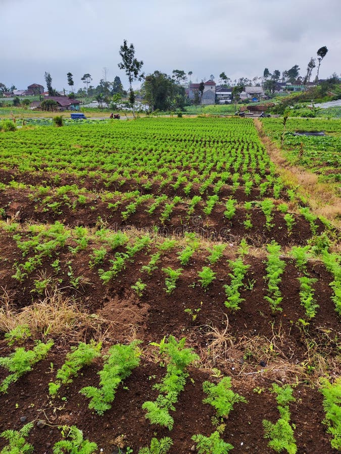 Trees Planted at the Hills in Central of Java Indonesia Stock Photo ...