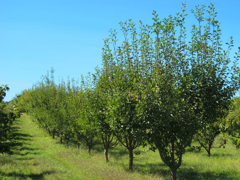 Line of Apple Trees at an Orchard Stock Photo - Image of branches ...