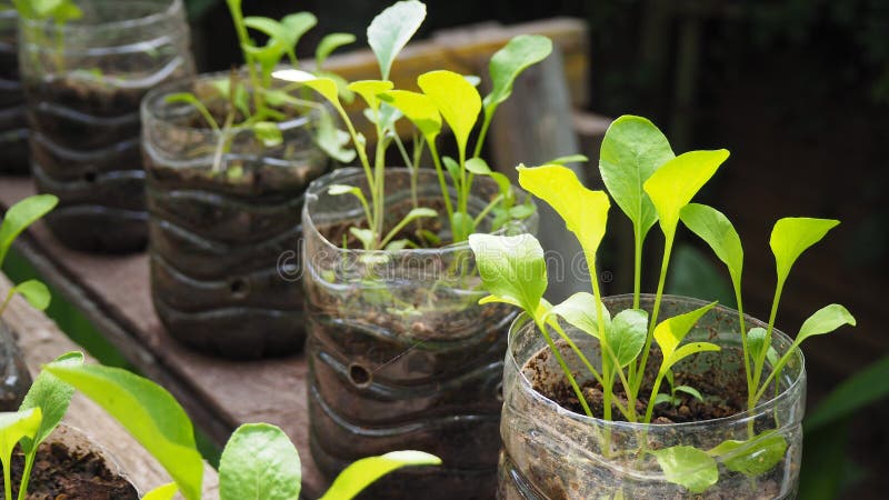Trees are Planted in Recycled Plastic Bottles. Planted in a Bottle ...