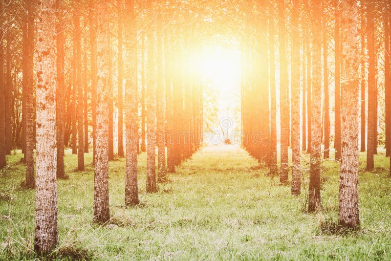 Trees Planted in a Row in the Forest Stock Photo - Image of grass ...