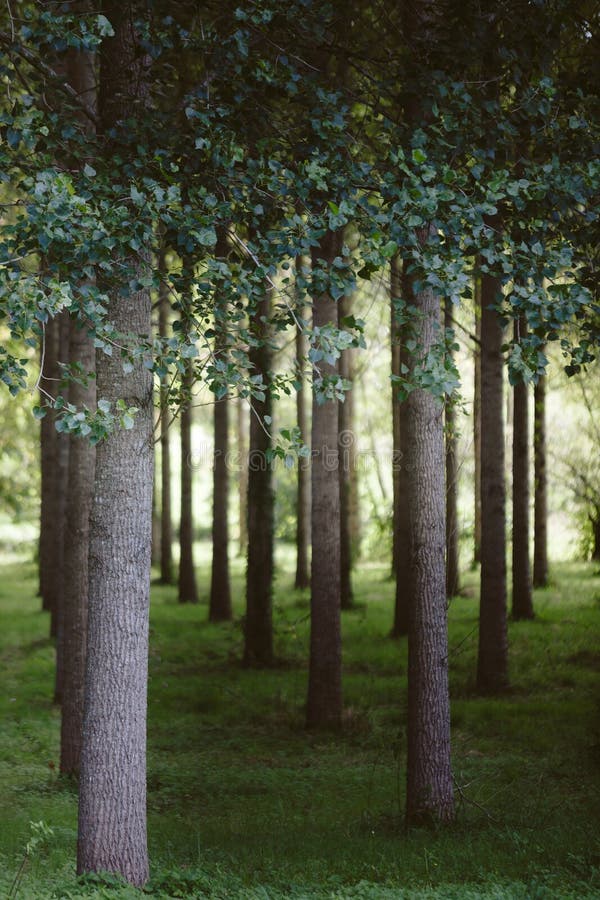 Trees Planted in a Row in the Forest Stock Image - Image of forestry ...