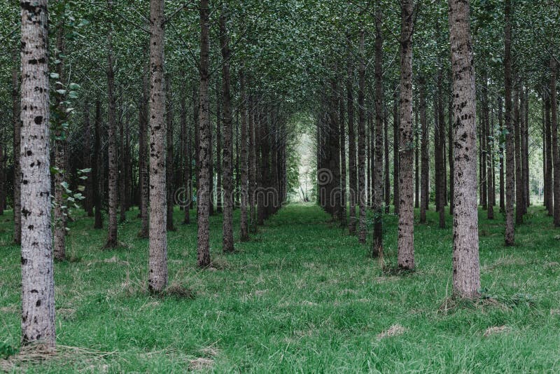 Trees Planted in a Row in the Forest Stock Image - Image of sunlight ...