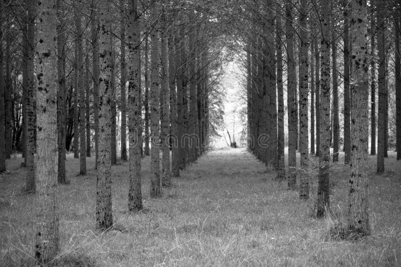 Trees Planted in a Row in the Forest Stock Photo - Image of land, rows ...