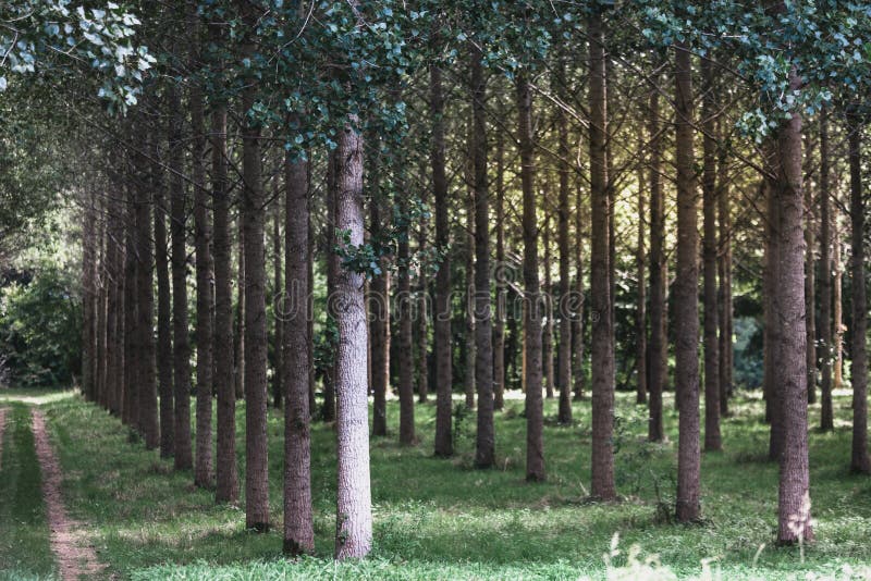 Trees Planted in a Row in the Forest Stock Photo - Image of sunlight ...