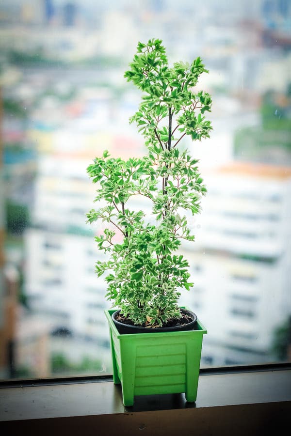 Trees planted stock photo. Image of formal, natural - 112967278