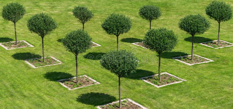 Trees planted in triangle stock image. Image of beautiful - 112028355