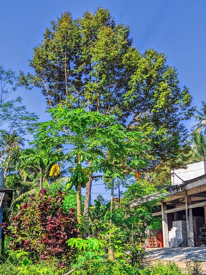 Trees and Plants Against Clear Sky Perfect Stock Image - Image of home ...