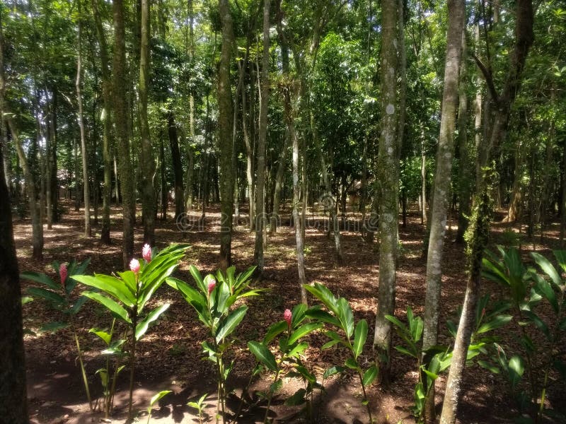 Trees, plants and dirt stock image. Image of summer - 152981957