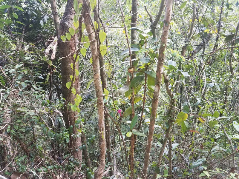 Trees and Plants in the Guajataca Forest in Puerto Rico Stock Photo ...
