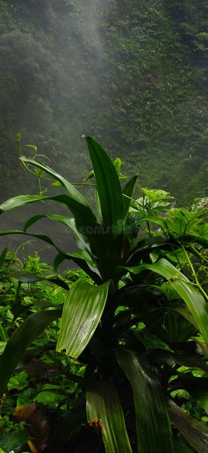 Trees and Plants that Live in the Forest Stock Image - Image of tree ...