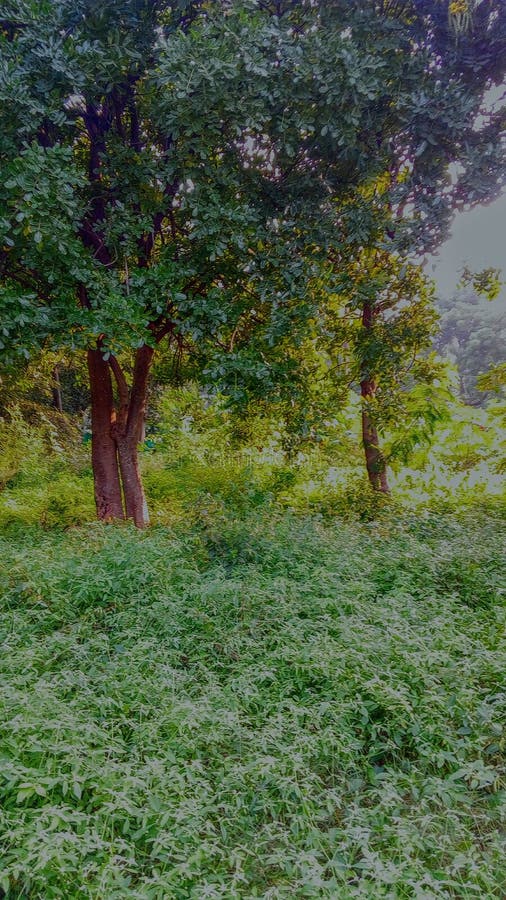 Trees and plants Scenery stock photo. Image of scenery - 163888476