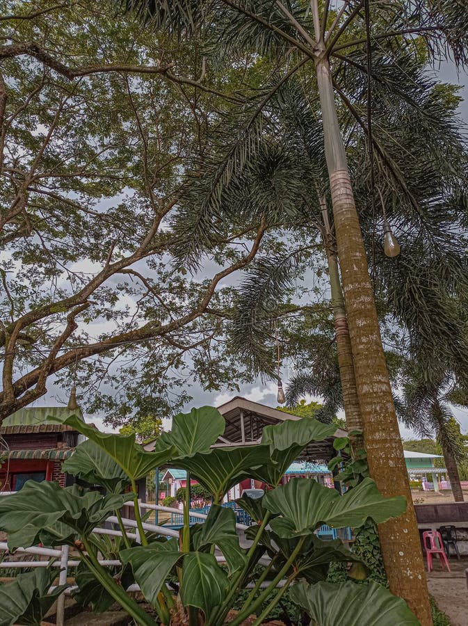 Trees and plants stock photo. Image of yard, autumn - 261748740
