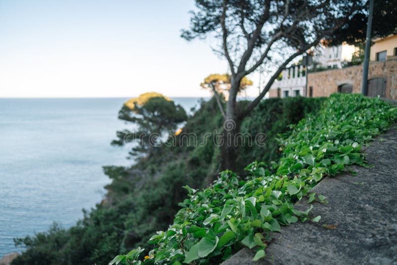 Trees, Vegetation and Bushes Along the Edge of a Path Stock Image ...
