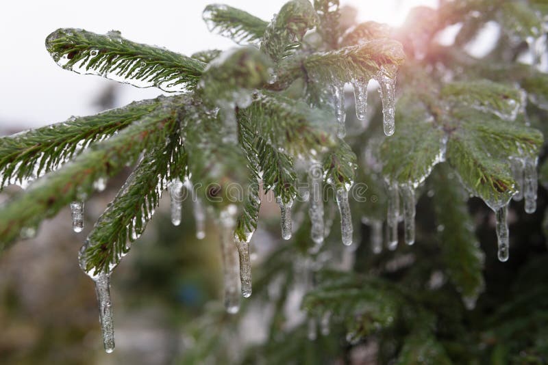 Trees and Plants Were Covered with Ice after an Icy Rain Stock Photo ...