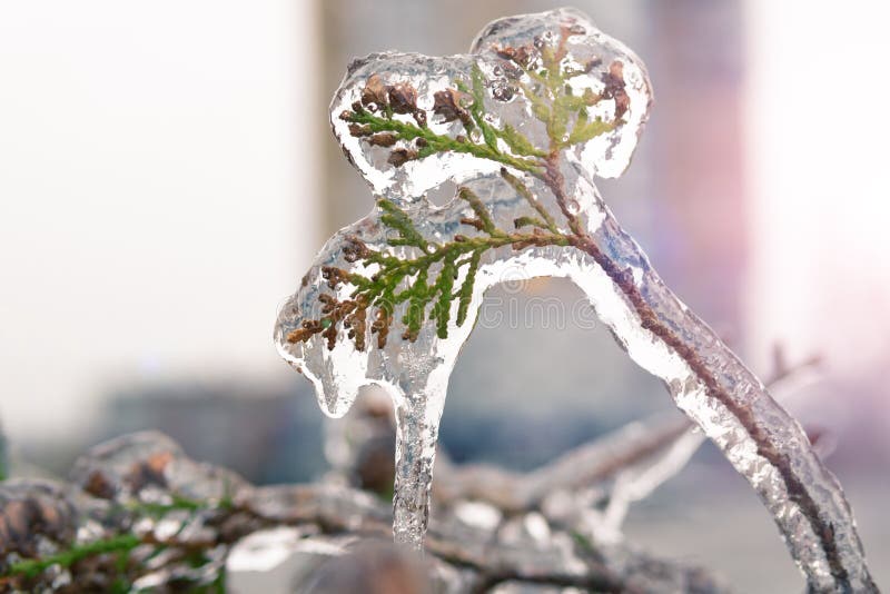 Trees and Plants Were Covered with Ice after an Icy Rain Stock Photo ...