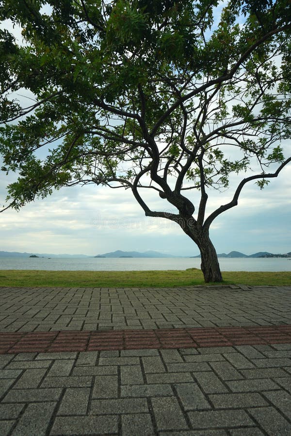 Tree and Its Beauty in an Open Space Stock Image - Image of plant ...