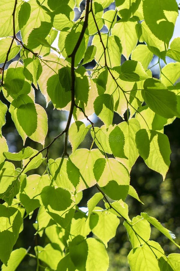 Tree leaves in a sun stock image. Image of beautiful - 146405477
