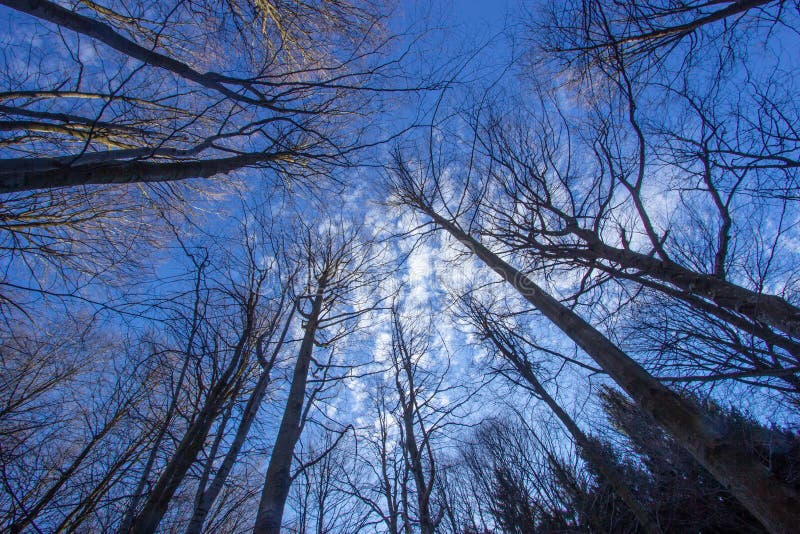 Two Trees Point To the Sun on a Gloomy Day Stock Image - Image of ...