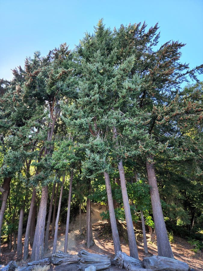 Trees at point defiance stock photo. Image of tacoma - 286928416
