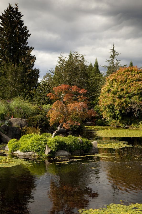 Trees by Pond stock photo. Image of botanical, outdoors - 12132412