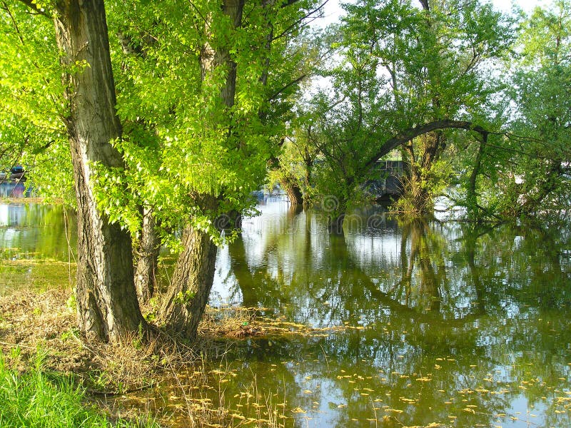 Trees in the pond stock photo. Image of sunny, trees - 141601582