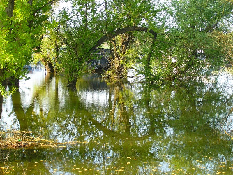 Trees in the pond stock photo. Image of trees, sunny - 141601622
