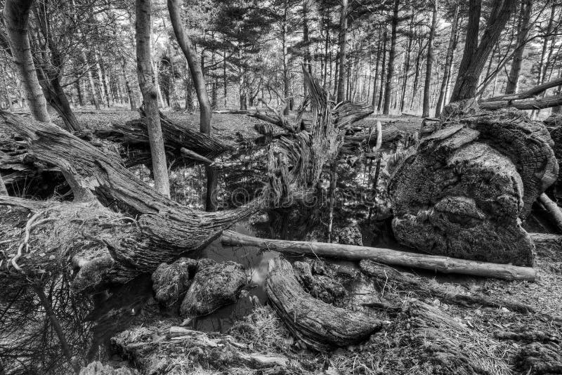 Trees in a Pool stock photo. Image of brown, black, plants - 67418554