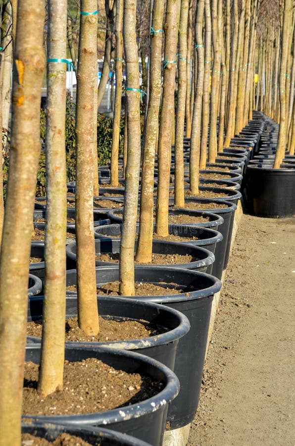 Trees and pots stock image. Image of soil, trunk, wood - 28526861