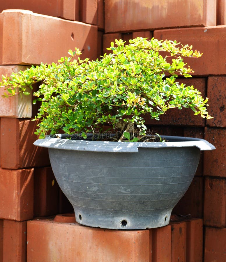 Trees in pots stock photo. Image of sale, foliage, garden - 43165720