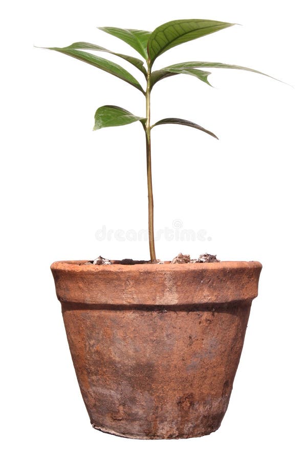 Trees in pots stock image. Image of tree, expansion, decorate - 63608431